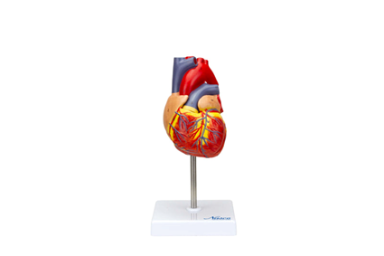 Modelo de Corazón Clásico – SimedCare & SimedRescue
