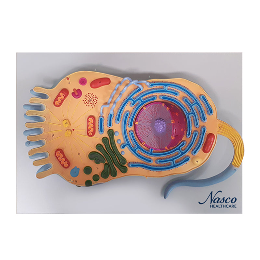 Modelo de célula animal, ampliado 13.000 veces – SimedCare & SimedRescue